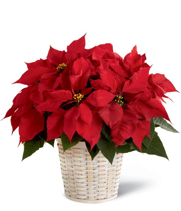Red Holiday Poinsettia at From You Flowers