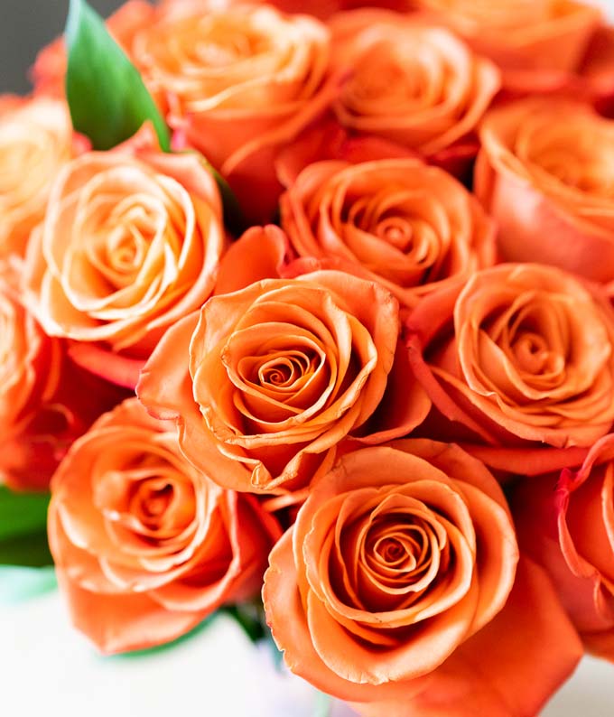 Two Dozen Orange Roses at From You Flowers