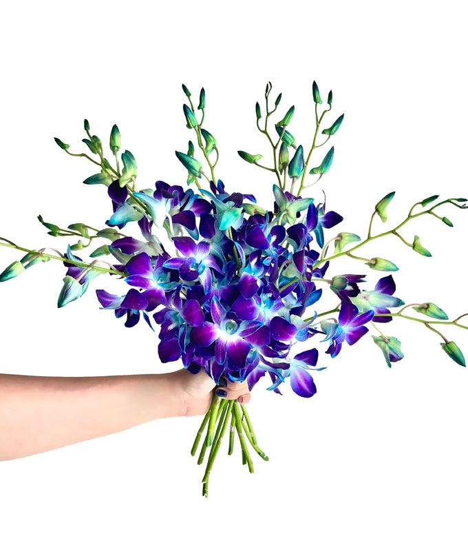 Galactic Blue Dendrobium Orchids at From You Flowers