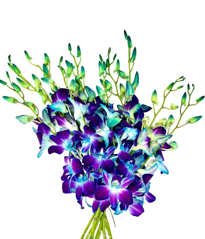 Galactic Blue Dendrobium Orchids at From You Flowers