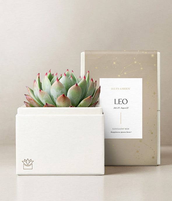 Lula's Garden ® Leo Bliss Succulent Garden at From You Flowers