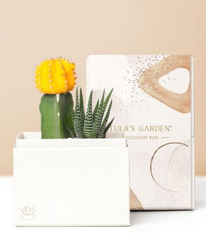 Lula's Garden ® Forever Sunny Succulent Gift at From You Flowers
