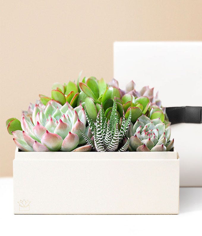 Lula's Garden ® Urban Succulent Garden at From You Flowers