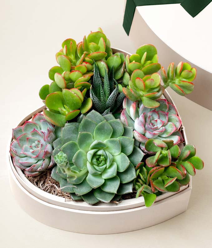 Lula's Garden ® Heart Shaped Succulent Garden at From You Flowers