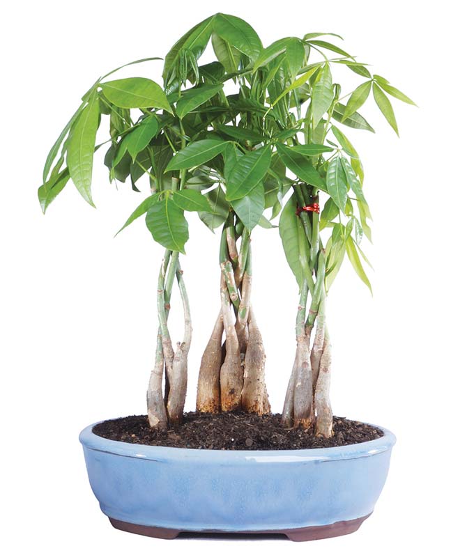 Braided Money Tree Bonsai Planter at From You Flowers