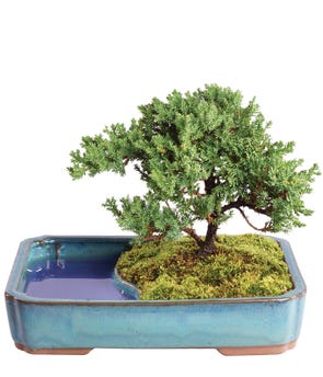 Juniper Bonsai in Reflection Pool at From You Flowers