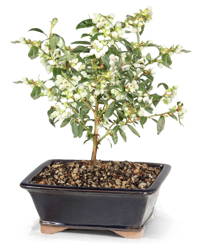Dwarf Blueberry Outdoor Potted Bonsai Tree at From You Flowers