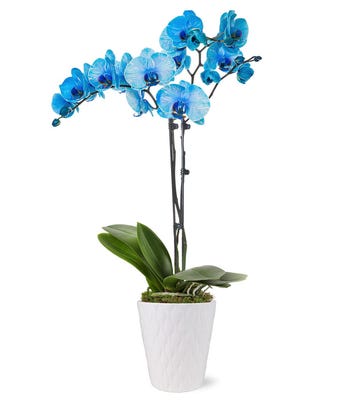 Blue Orchids at From You Flowers