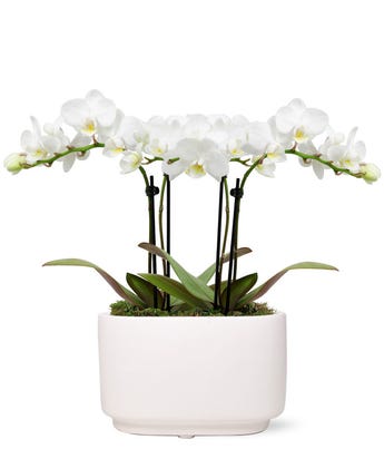 White Sands Mini Orchid at From You Flowers