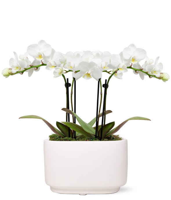 White Sands Mini Orchid at From You Flowers