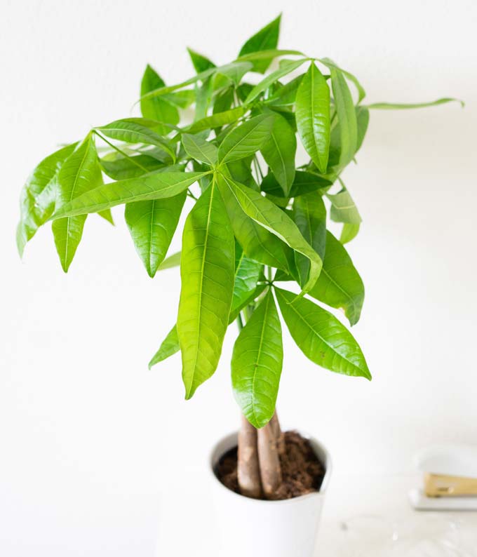 Good Fortune Money Tree at From You Flowers