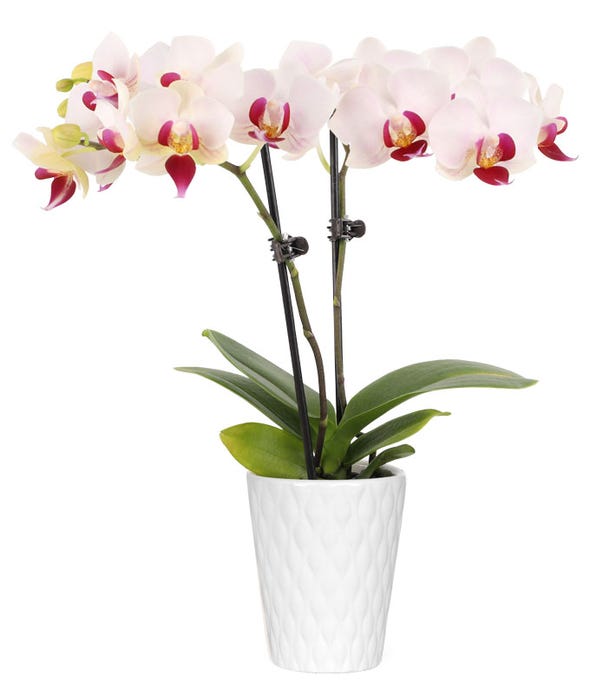 Whimsy & Wonder Mini Orchid at From You Flowers