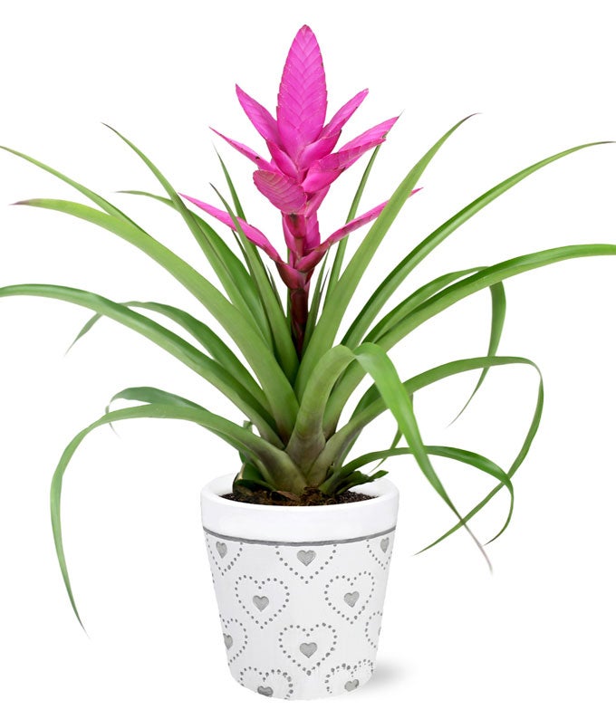 Precious Love Pink Bromeliad Planter at From You Flowers