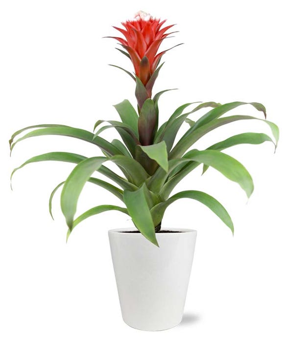Ruby Red Bromeliad Plant at From You Flowers