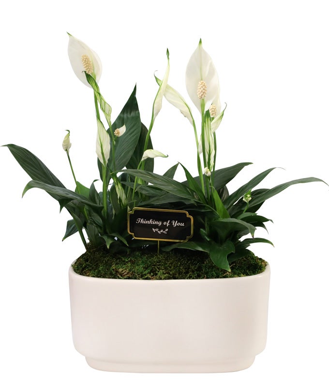 Thinking of You Peace Lily Duo at From You Flowers