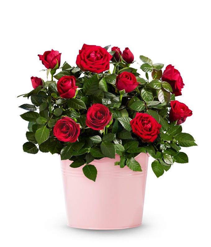 Radiant Red Rose Plant at From You Flowers