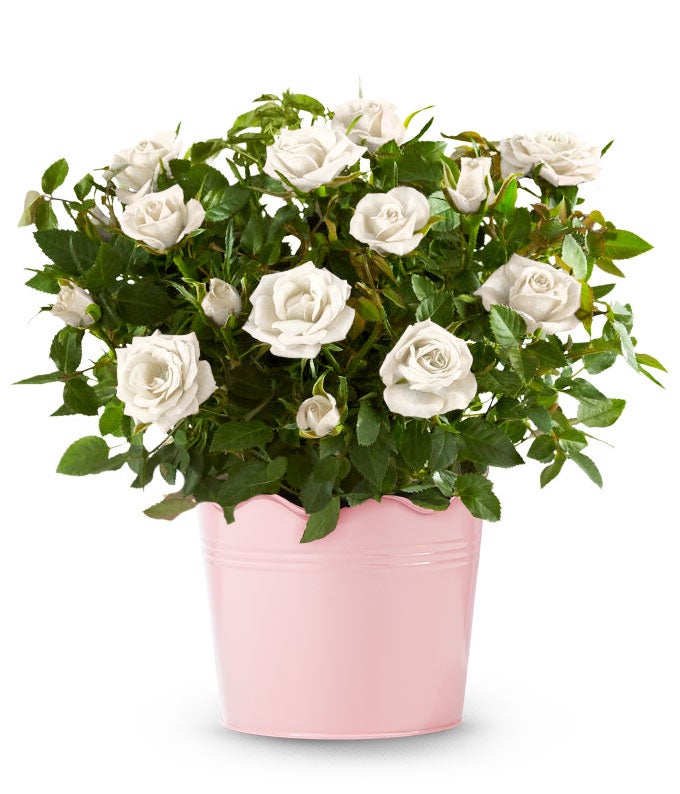 White Rose Bush