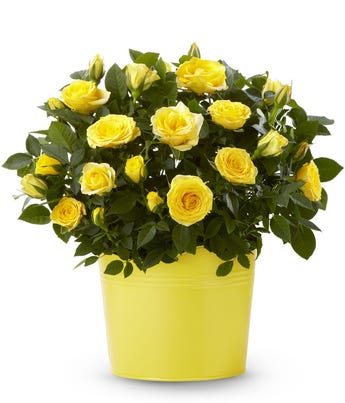 Sunshine Yellow Rose Plant at From You Flowers