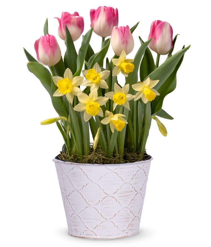 Sweet Spring Tulip & Daffodil Bulb Garden at From You Flowers