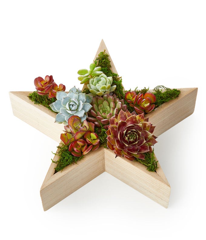 Shining Star Succulent Planter at From You Flowers