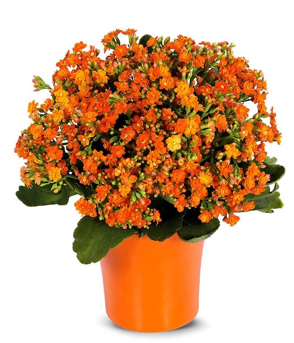 Funeral Plant | Sympathy Plants