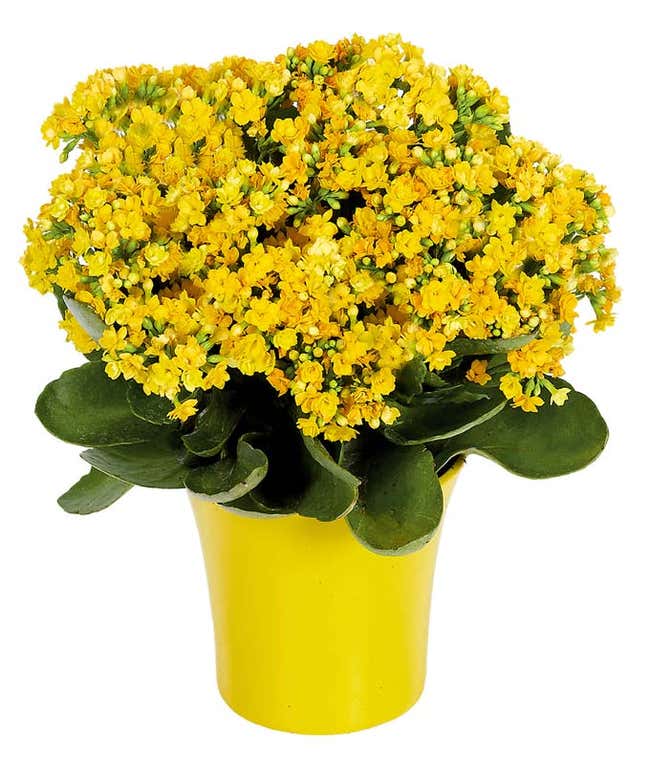 Yellow Flowers | Yellow Flower Bouquets | FromYouFlowers