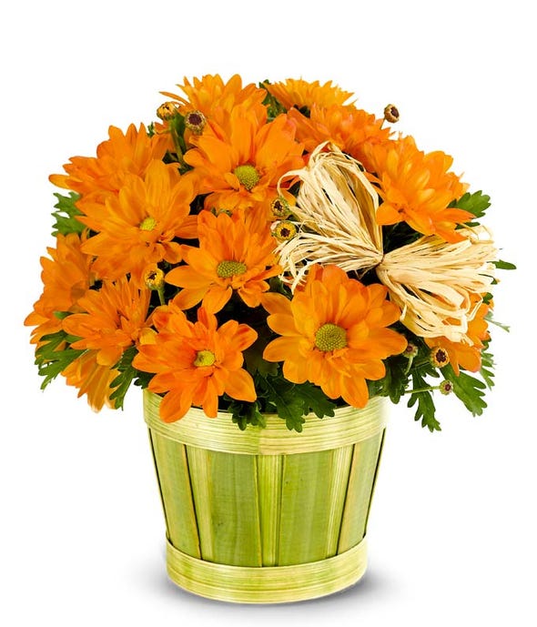 Thanksgiving Plant Delivery | Thanksgiving Plants