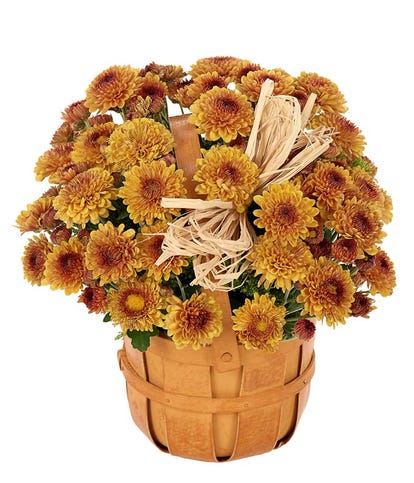 Thanksgiving Plant Delivery | Thanksgiving Plants