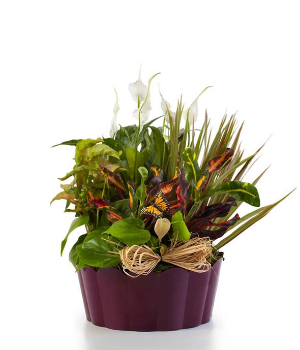 Plant Delivery | Plant Gifts | Send Plants 4