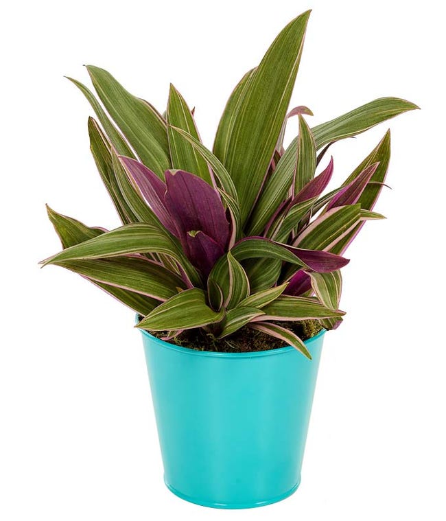 Funeral Plant | Sympathy Plants