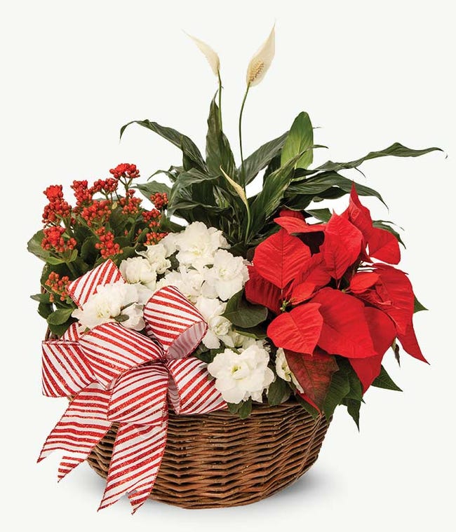Peace Lilies for Delivery | Peace Lily Plants | FromYouFlowers®
