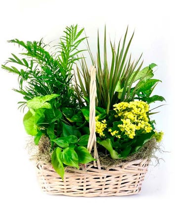 Flowering Plant Delivery - From You Flowers