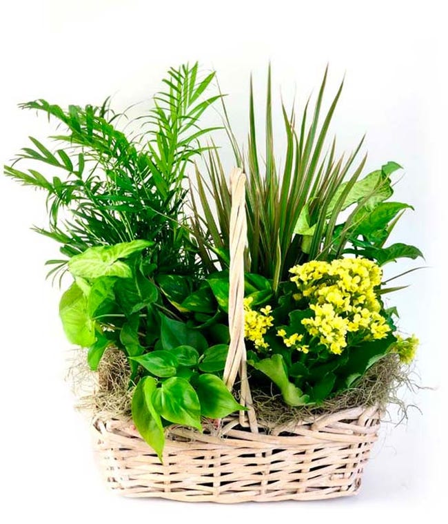 Flowering Plant Delivery - From You Flowers