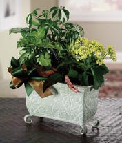 Funeral Plant | Sympathy Plants 2