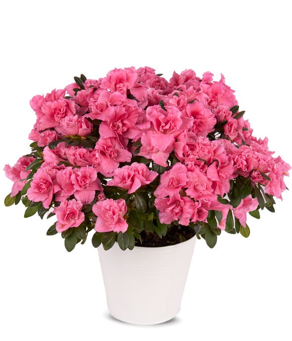 Valentine's Plant Delivery - FromYouFlowers