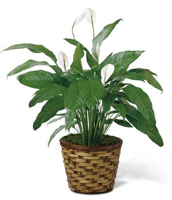 Send Plants for Delivery - Show You Care with a Living Gift