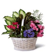 Dish Garden Plant | Dish Garden Delivery