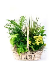 Send Plants for Delivery - Show You Care with a Living Gift