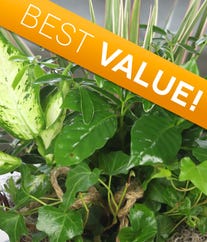 Get Well Plants | Get Well Soon Plant | FromYouFlowers