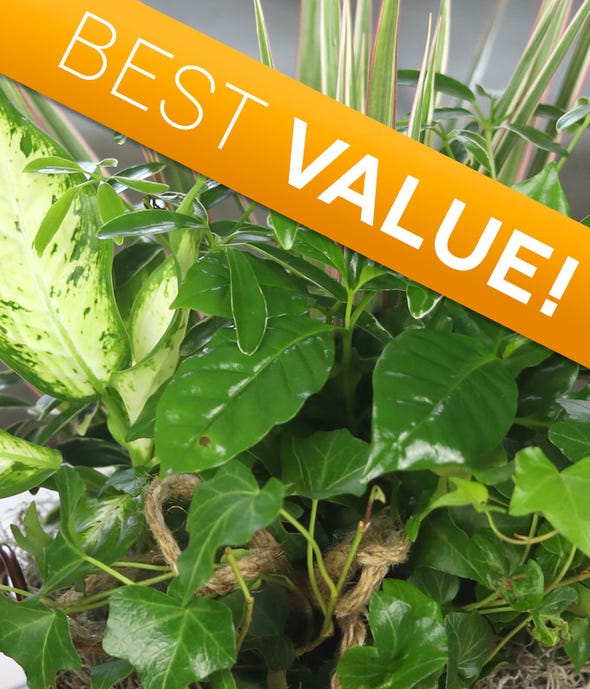 Send Plants for Delivery - Show You Care with a Living Gift