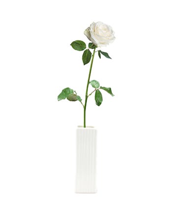 Single Rose | Single Rose Delivery