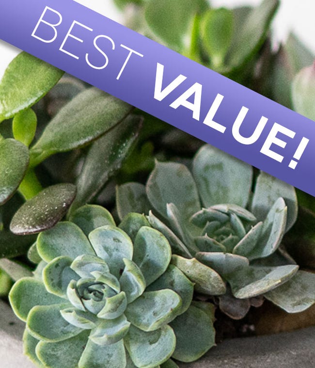 Succulent Delivery | Send Succulents Today