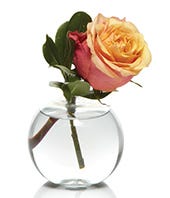 Single Rose | Single Rose Delivery