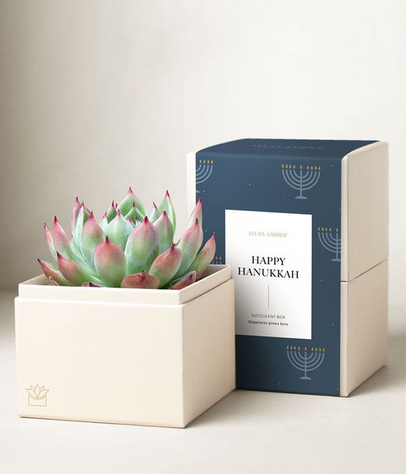Hanukkah Flowers | Gifts for Hanukkah | FromYouFlowers