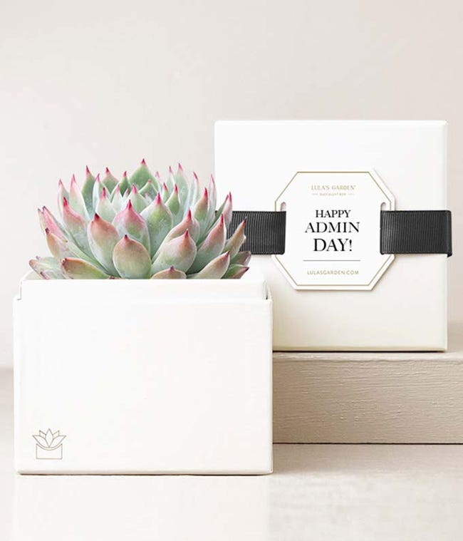 Succulent Delivery | Send Succulents Today