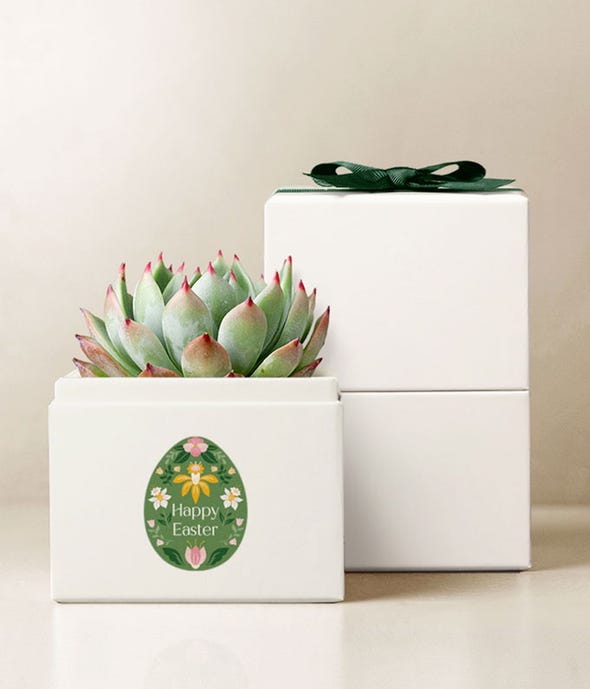 Plant Delivery | Plant Gifts | Send Plants