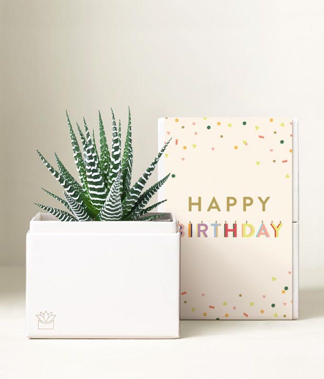 Birthday Plants | Birthday Plant Delivery