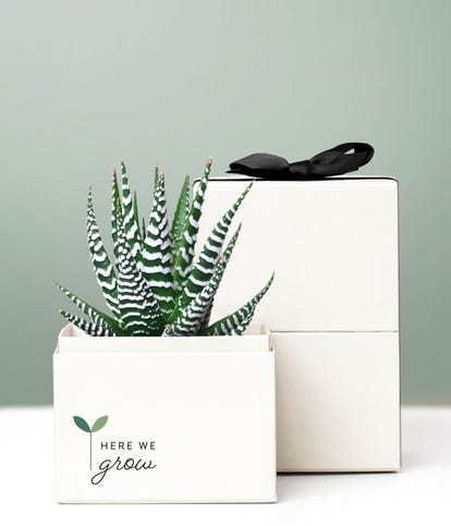Plant Delivery | Plant Gifts | Send Plants 4