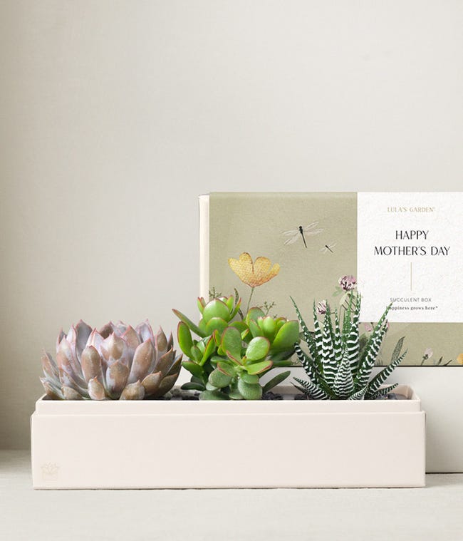 Plant Delivery | Plant Gifts | Send Plants 5