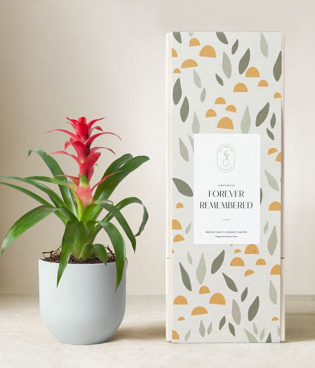 Plant Delivery | Plant Gifts | Send Plants 6